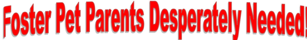 Foster Pet Parents Desperately Needed – Rutherford County Humane ...