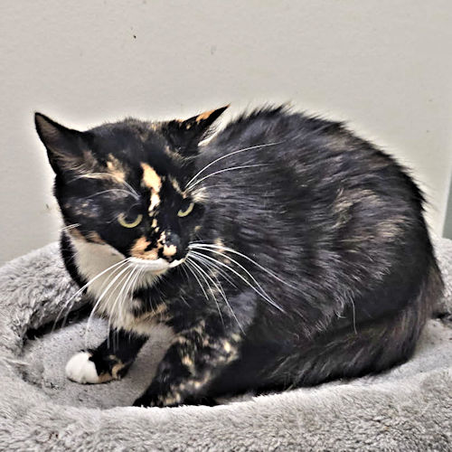 Adoptable Cats – Rutherford County Humane Society, Inc